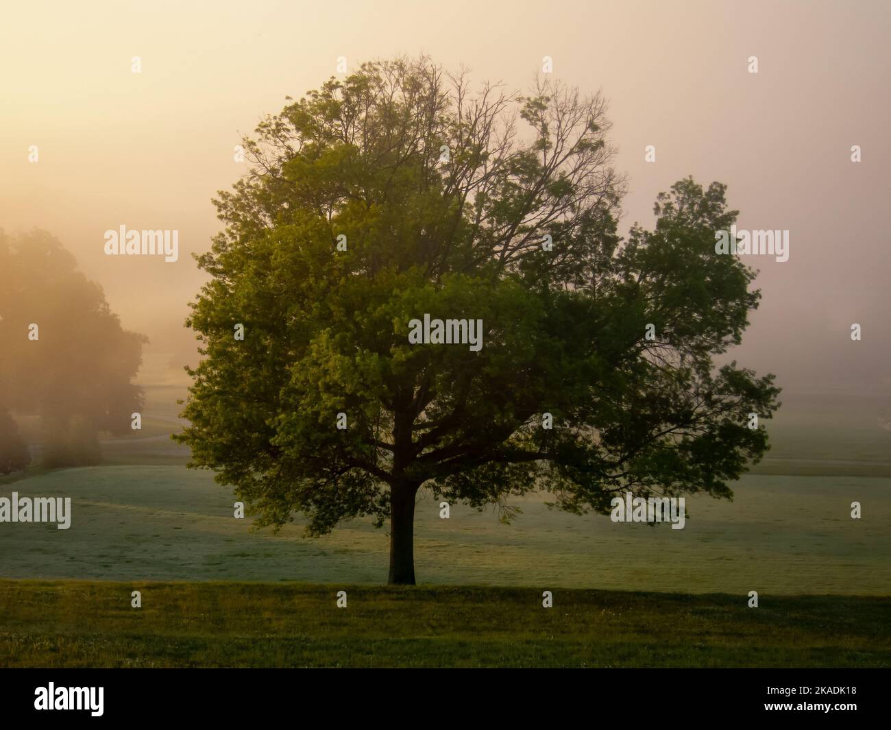 A lone tree in a field on a foggy morning Stock Photo - Alamy