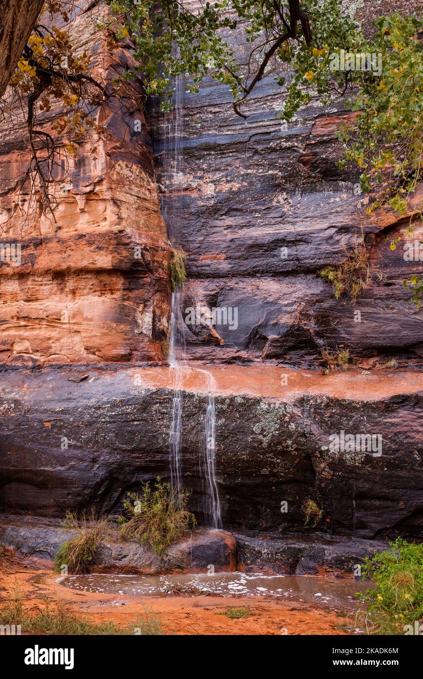 A small ephemeral or temporary waterfall on a canyon wall after a ...