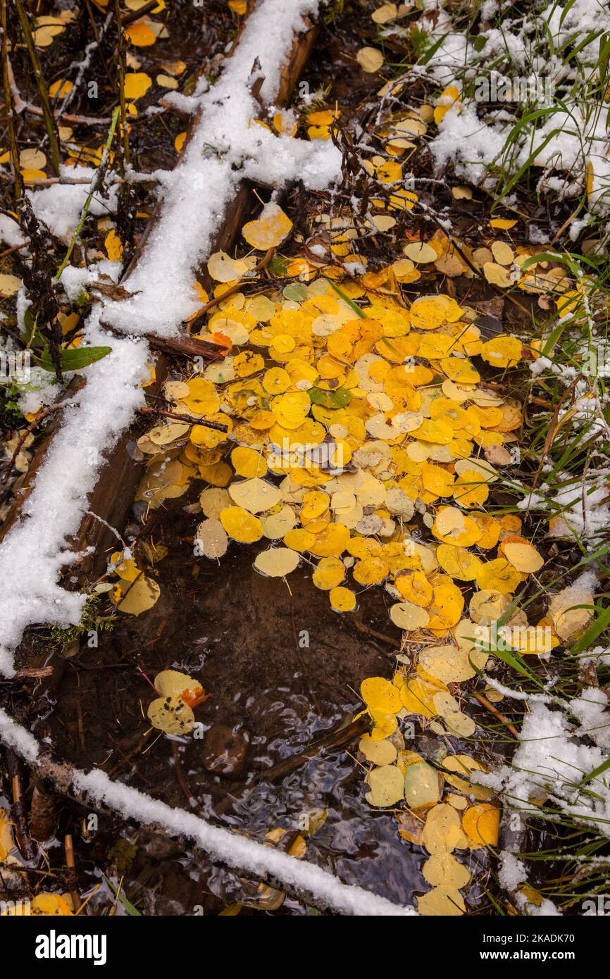 Fallen aspen leaves floating in Mill Creek in autumn in the La Sal ...