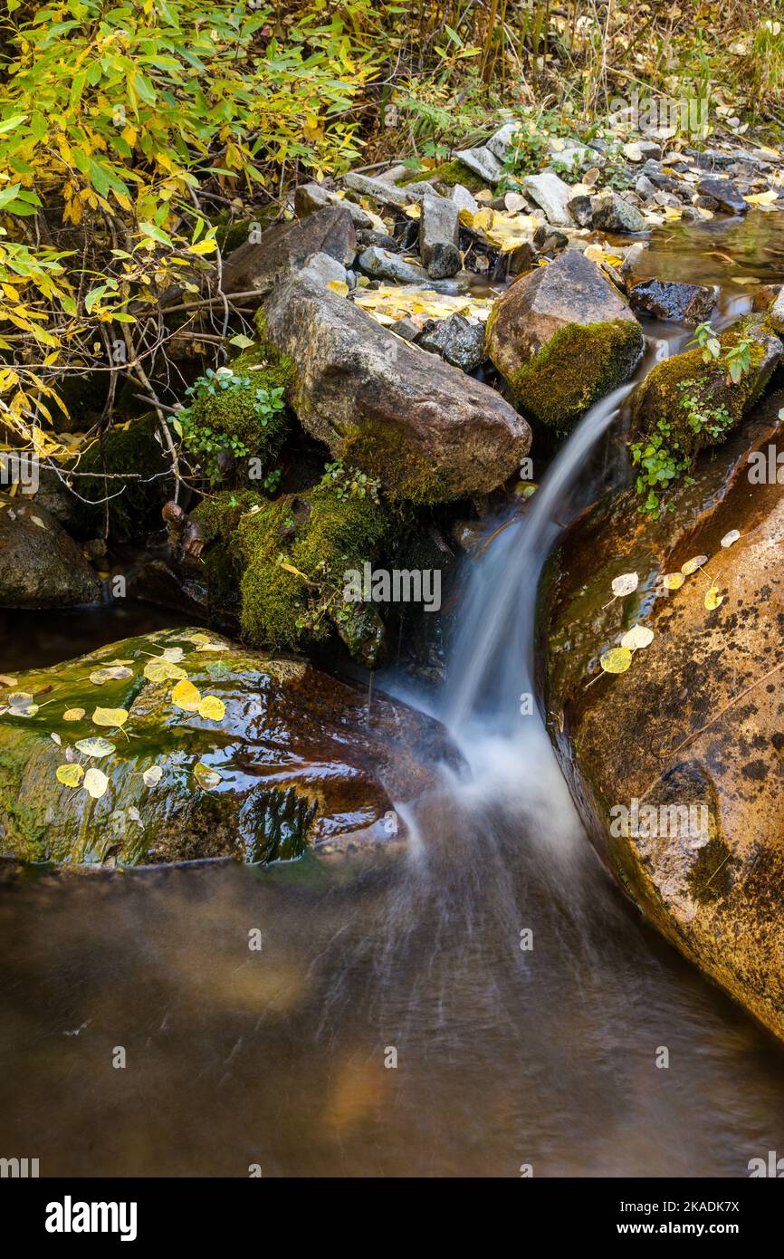 Fallen aspen leaves on rocks in Indian Creek in the Abajo Mountains in ...
