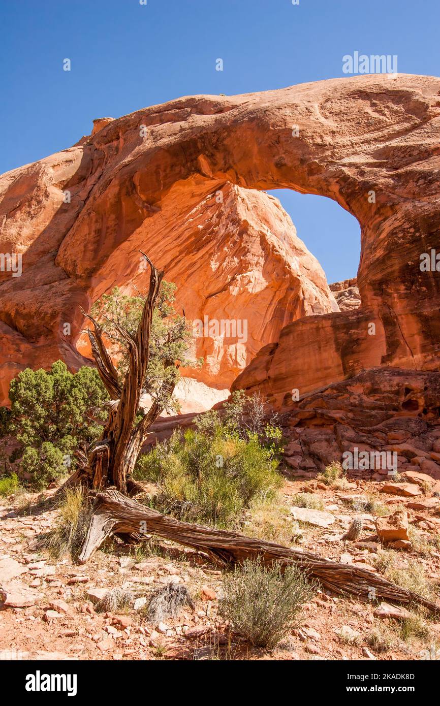 Funnel Arch, also known as Cable Arch, is an Entrada sandstone arch in ...