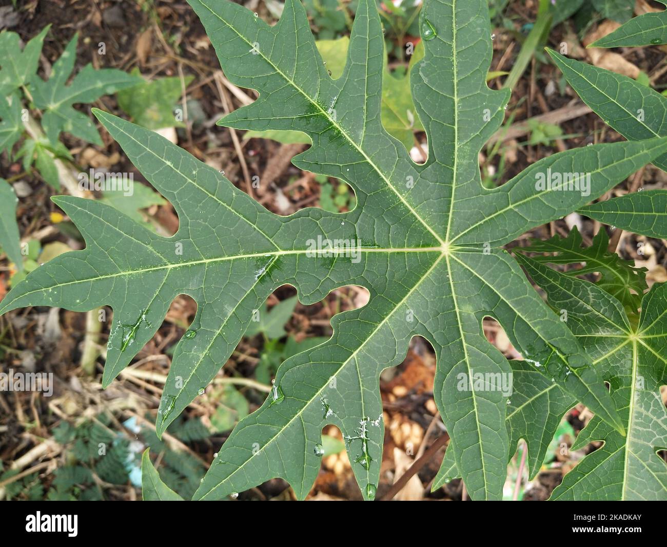 papaya leaf, green papaya leaf. Fresh papaya green leaf texture ...