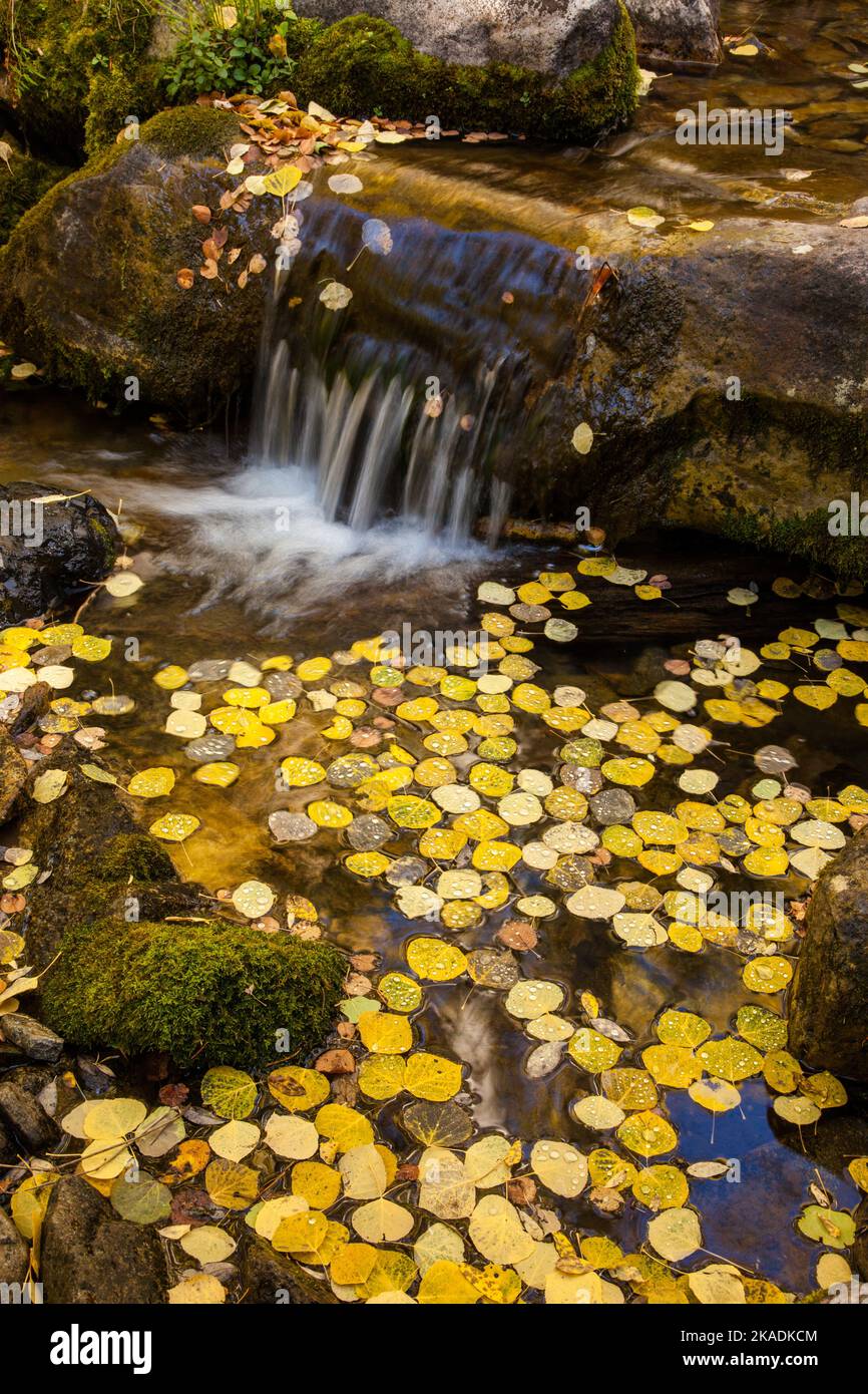 Fallen aspen leaves floating in Indian Creek in the Abajo Mountains in ...