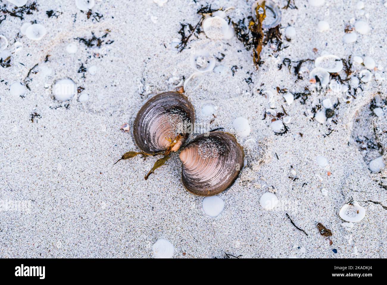 Clam shells opened and divided on a sandy beach Stock Photo - Alamy