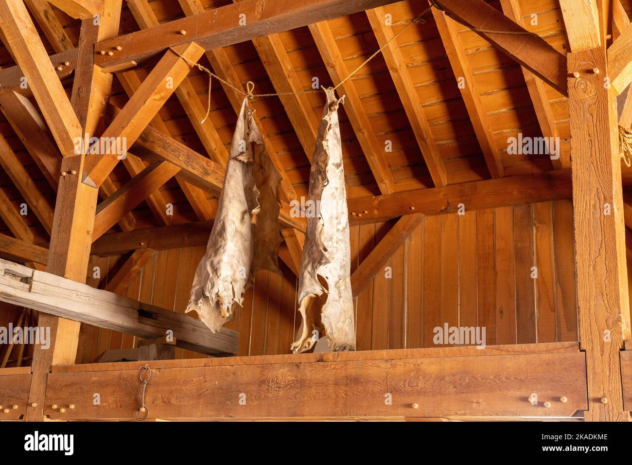 Dried cow hides hanging in the barn of the pioneer Cove Creek Ranch ...