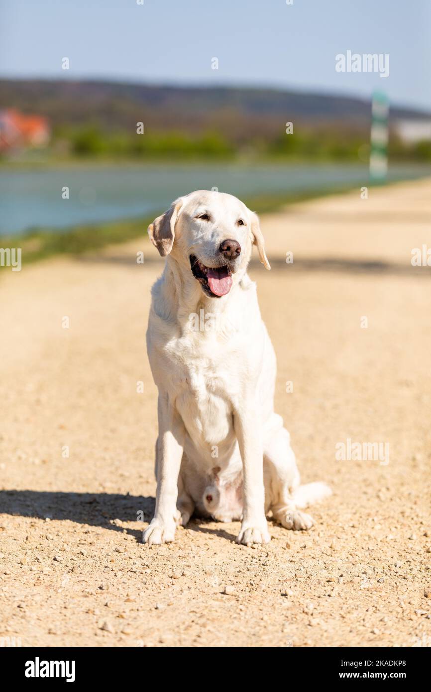 The Labrador sitting on a path at a canal Stock Photo - Alamy