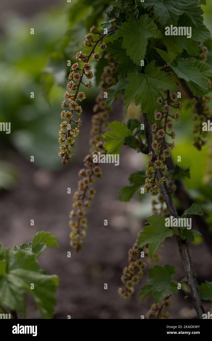 The Ribes spicatum plant growing in the garden Stock Photo - Alamy