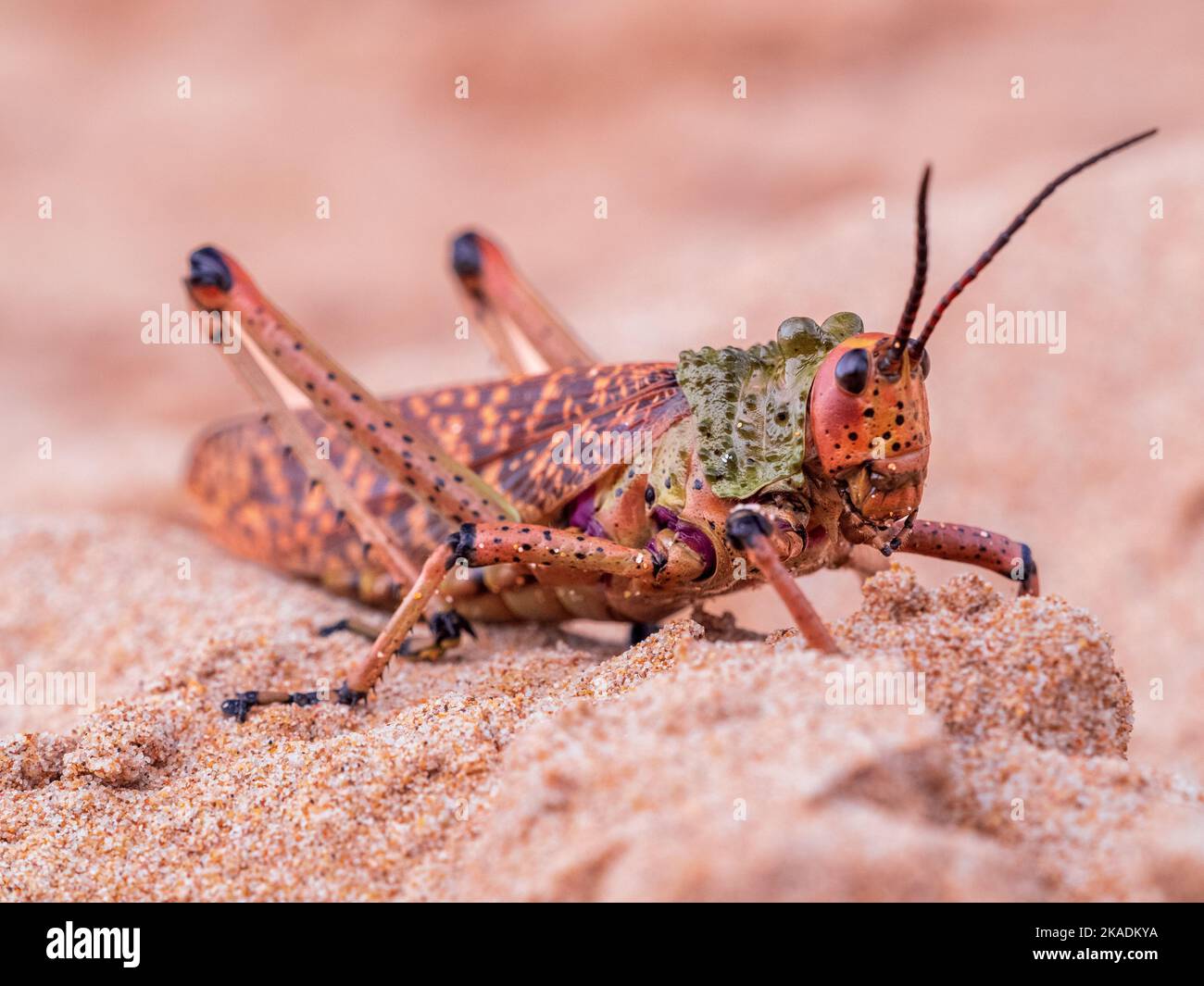 A closeup shot of Common Milkweed Locust (Phymateus morbillosus) in ...