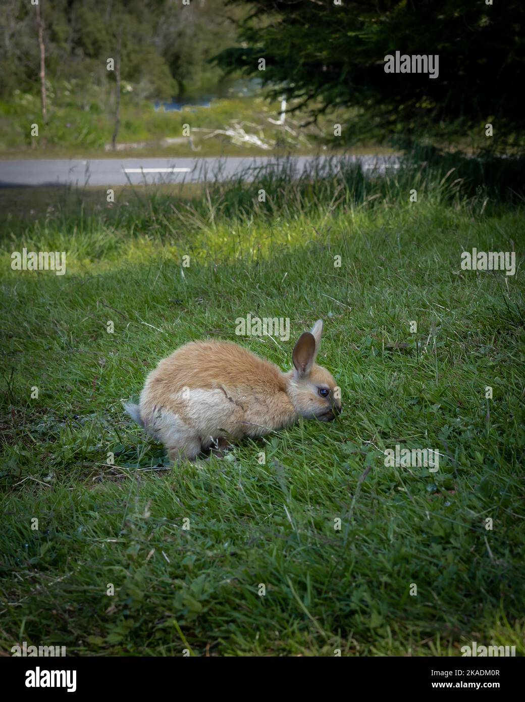Rabbit in wilderness hi-res stock photography and images - Alamy