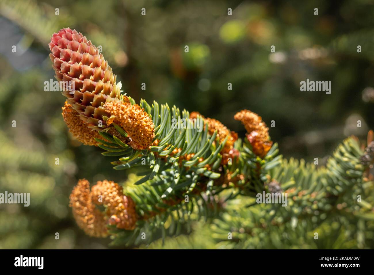Spruce tree branch with young cones. Blurred green background Stock Photo - Alamy