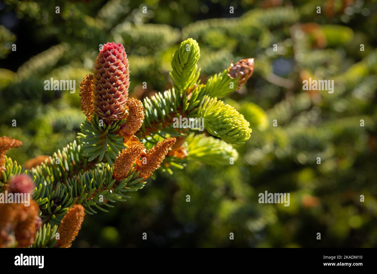 Spruce tree branch with young cones. Blurred green background Stock Photo - Alamy