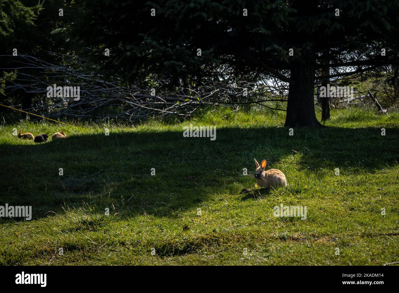 Wild brown rabbit under the tree Stock Photo - Alamy