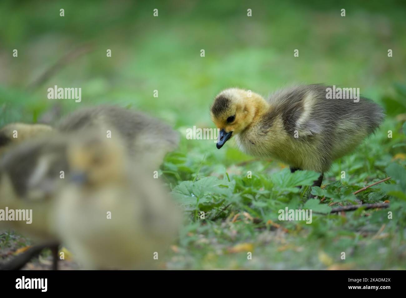 A closeup of a tiny goose chick walking in green plants with its flock ...