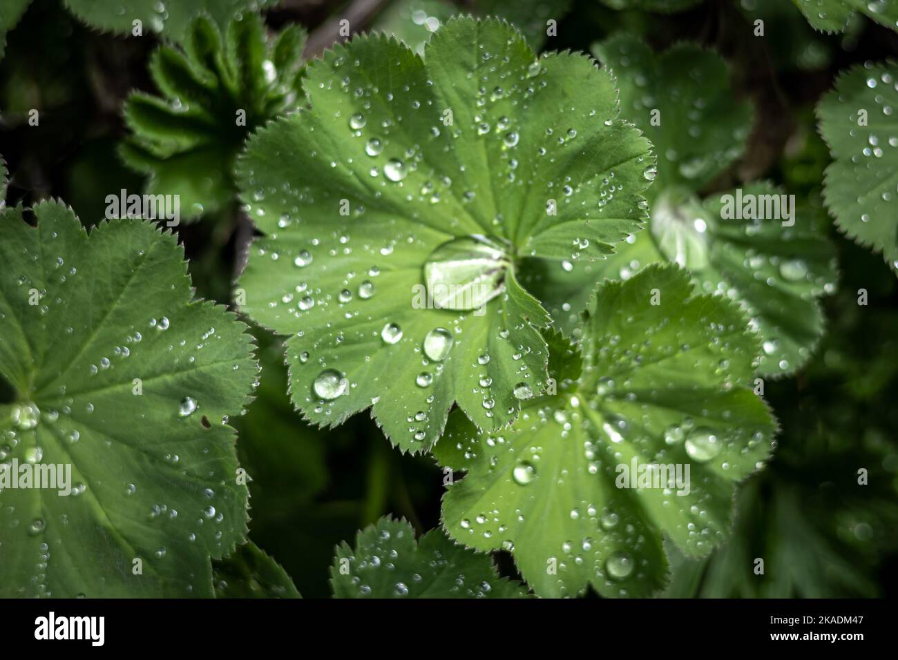 Green leaves of garden lady's-mantle plant, wet after rain Stock Photo ...