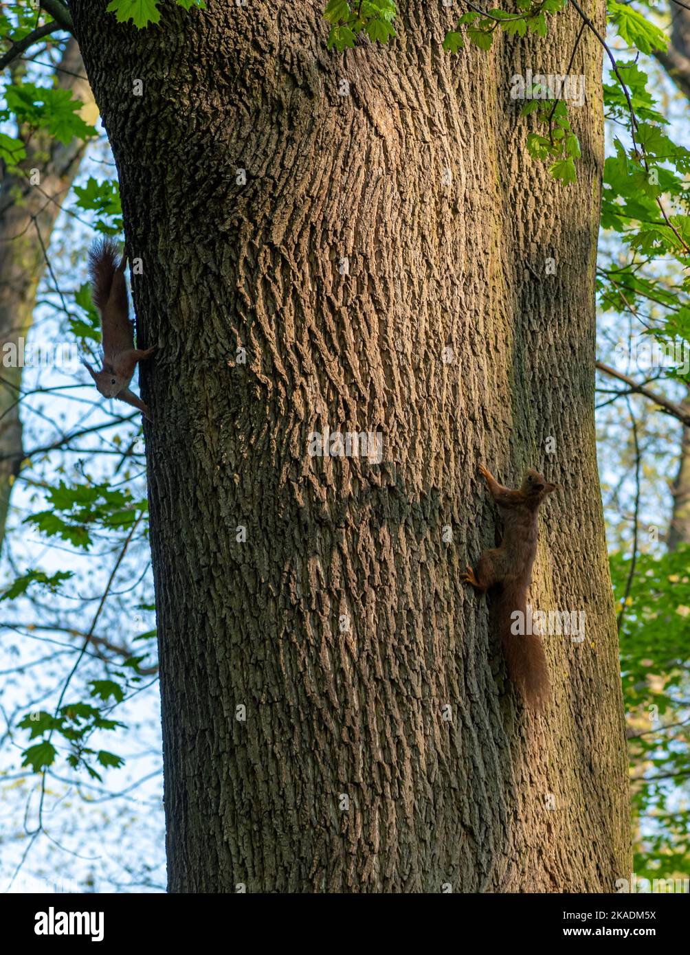 A vertical of the furry small brown squirrels climbing a tree in a park ...