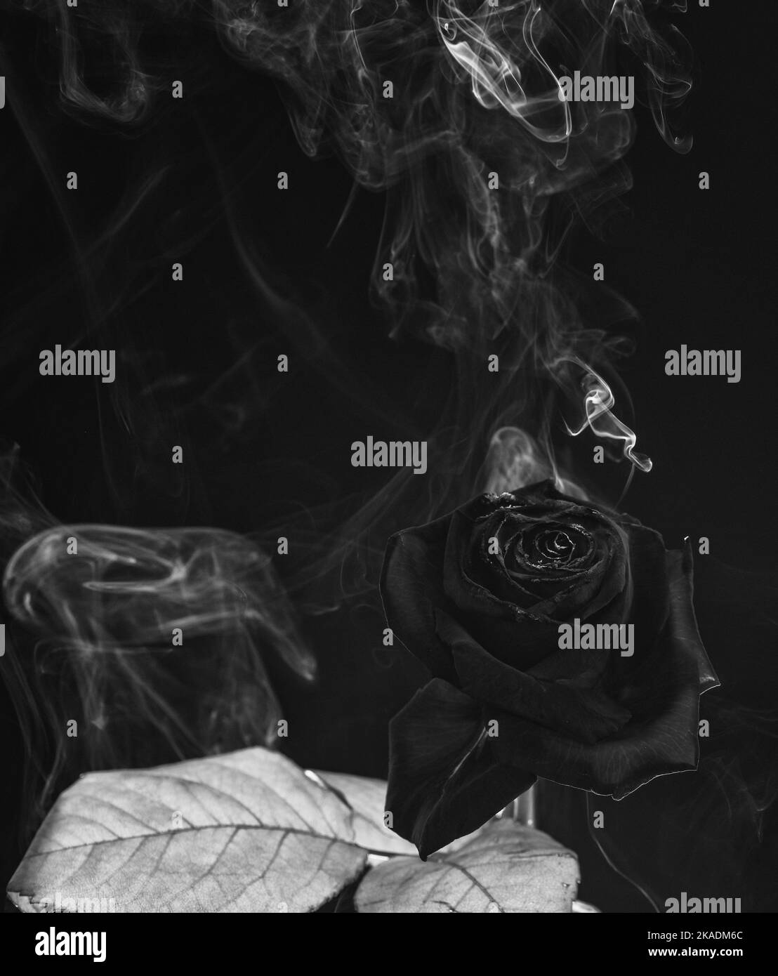 Fresh red rose with burned petals and wisp of smoke dark background ...