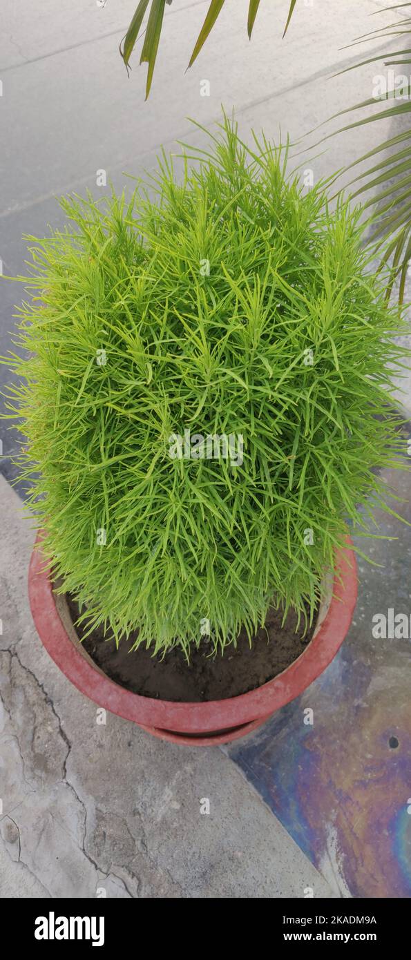 Bassia Scoparia is a large annual herb with it's natural look Stock ...