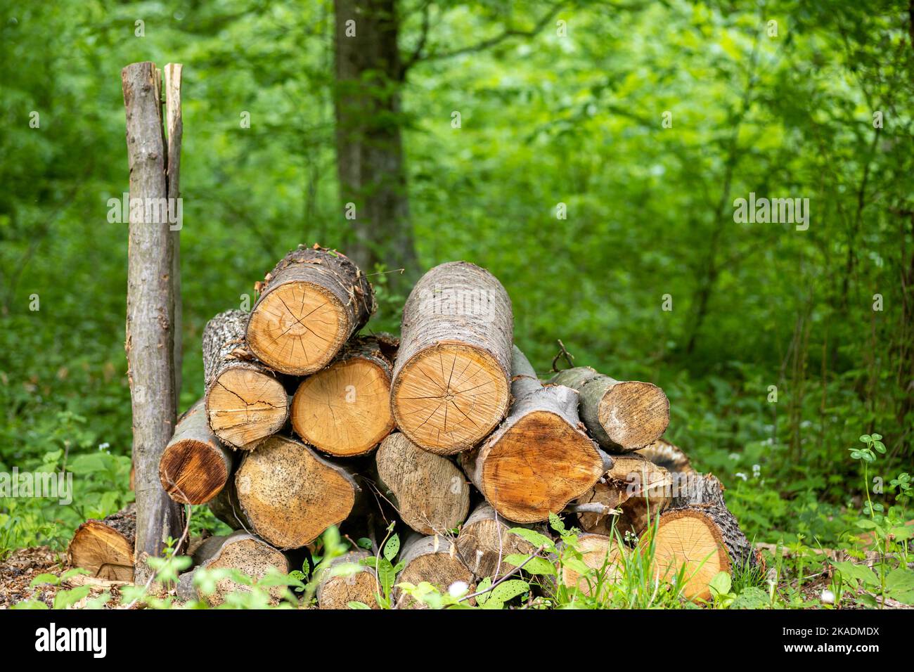 Csacsi hi-res stock photography and images - Alamy