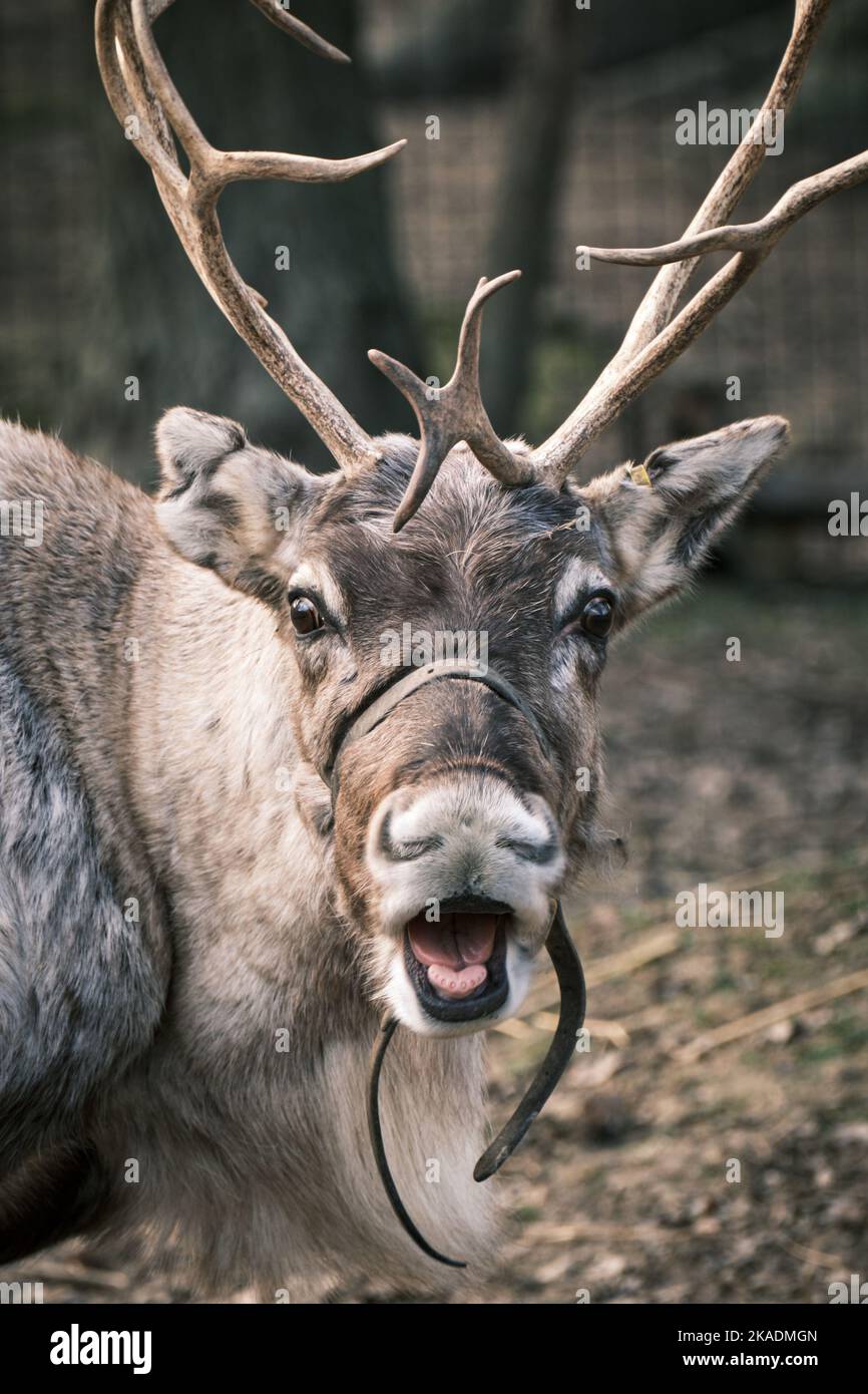 A vertical shot of a funny reindeer with a surprised face expression ...