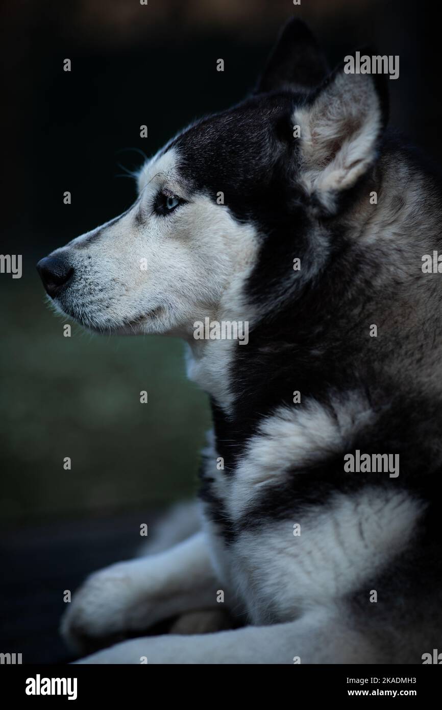 A vertical closeup of a Siberian husky profile, looking straight ...