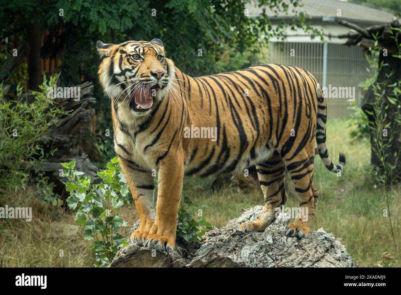 A young roaring bengal tiger standing on a tree trunk Stock Photo - Alamy