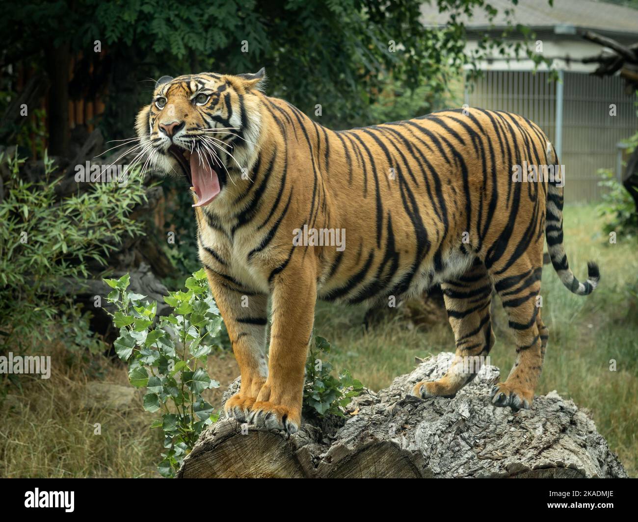 Tiger tongue hi-res stock photography and images - Alamy