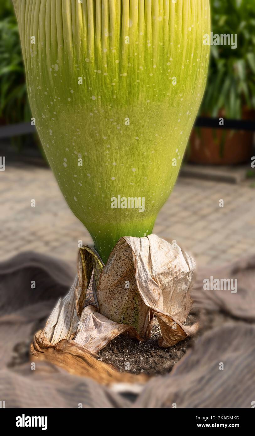 A vertical shot of a root of the Titan arum flower in the Grugapark ...