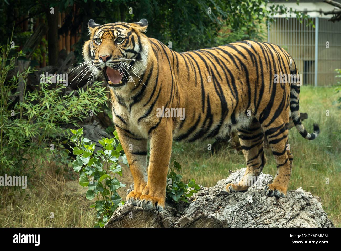 Tiger tree trunk hi-res stock photography and images - Alamy