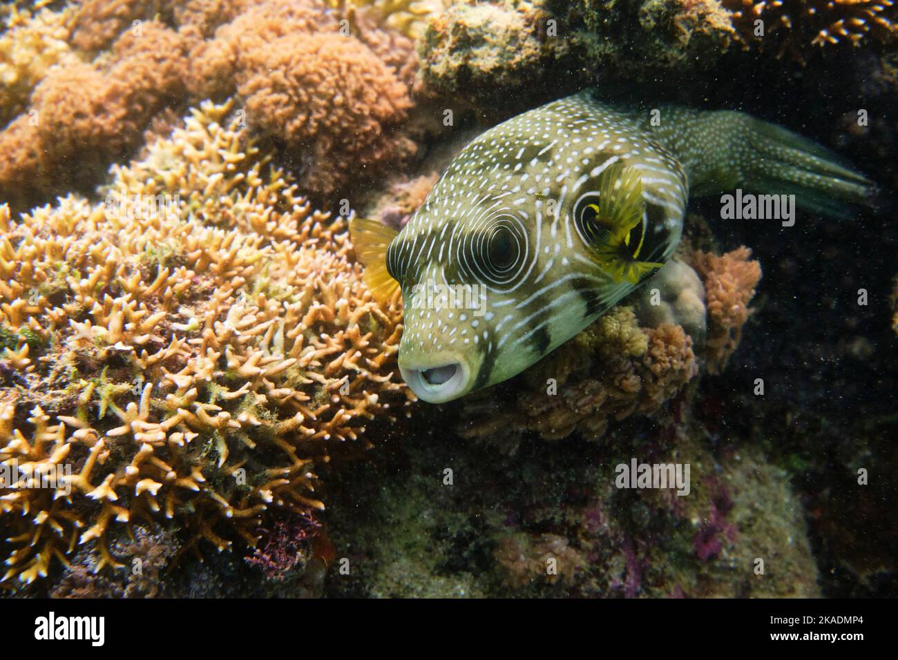 A scenic shot of fish, underwater plants, and coral reefs in the Red ...