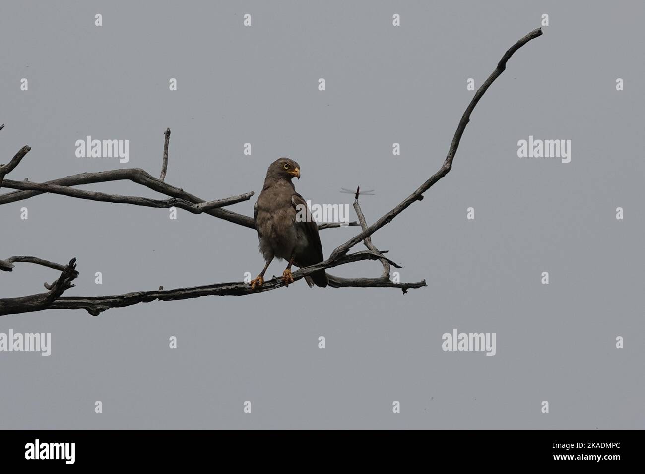 A bird perched on dry branches on a grey background Stock Photo - Alamy