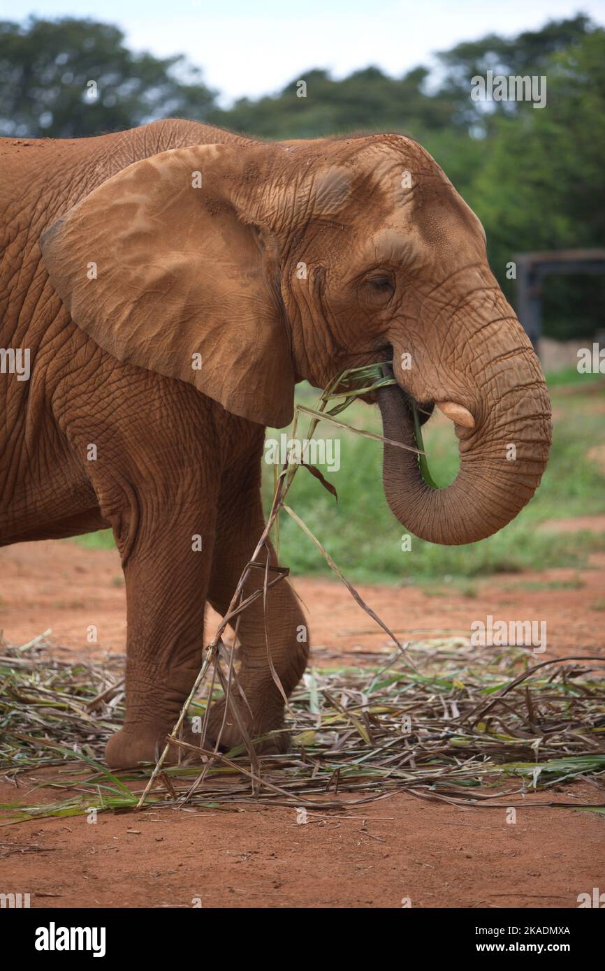 A vertical closeup of an African bush elephant eating twigs Stock Photo ...