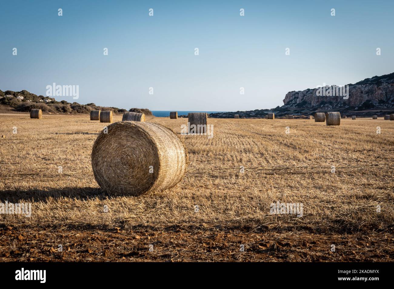 Round bales of hay in the field. Landscape of Cyprus coastline in Cape ...