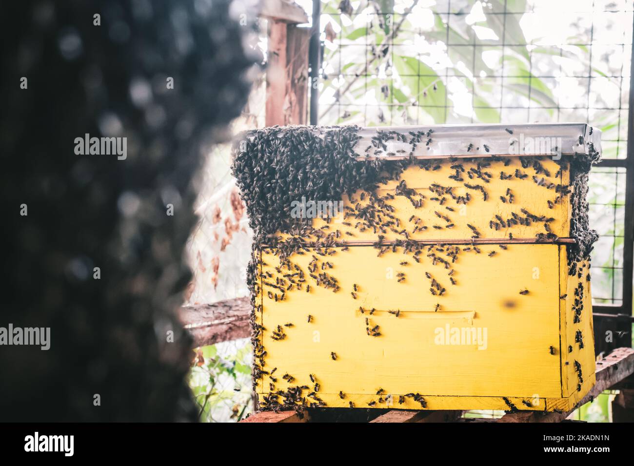 Bees all clumping on one side of the outside of the hive Stock Photo ...