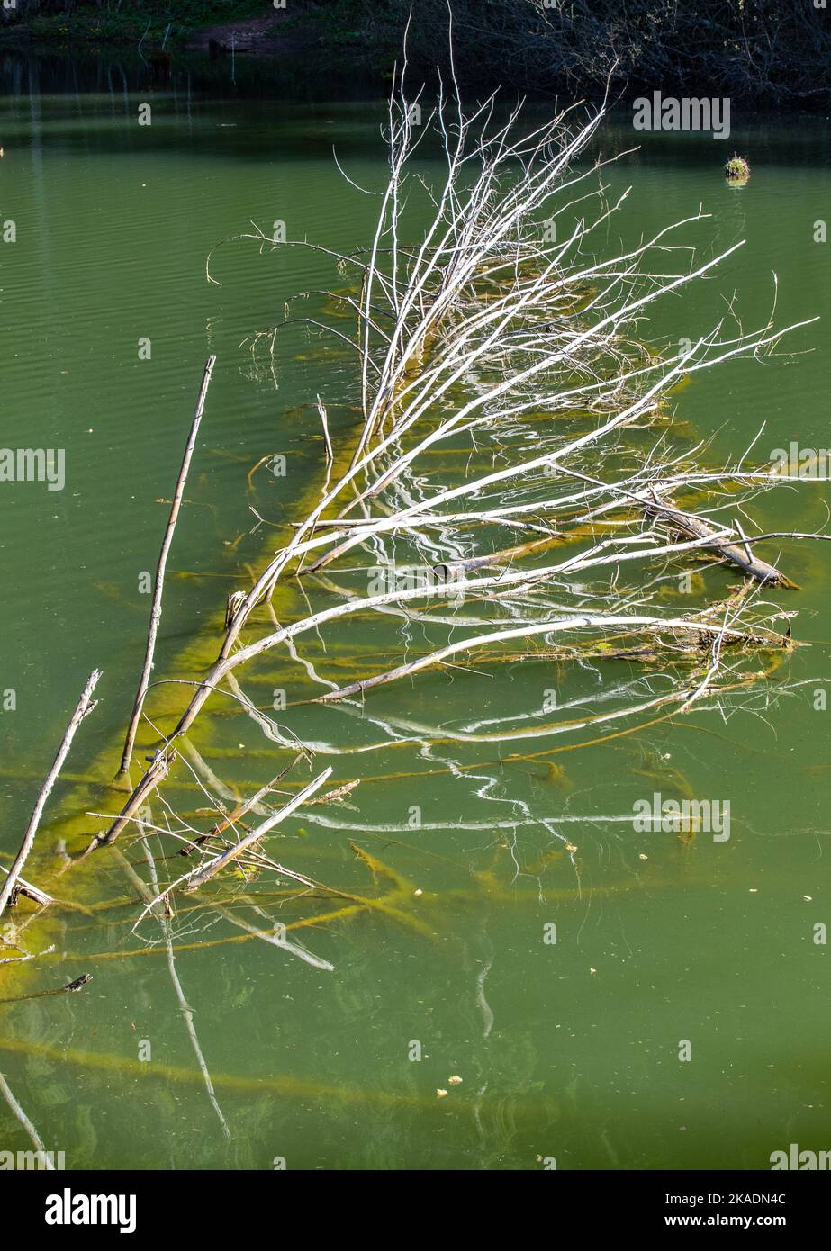 a dry tree falling into the lake water, nature, wild, pine Stock Photo ...