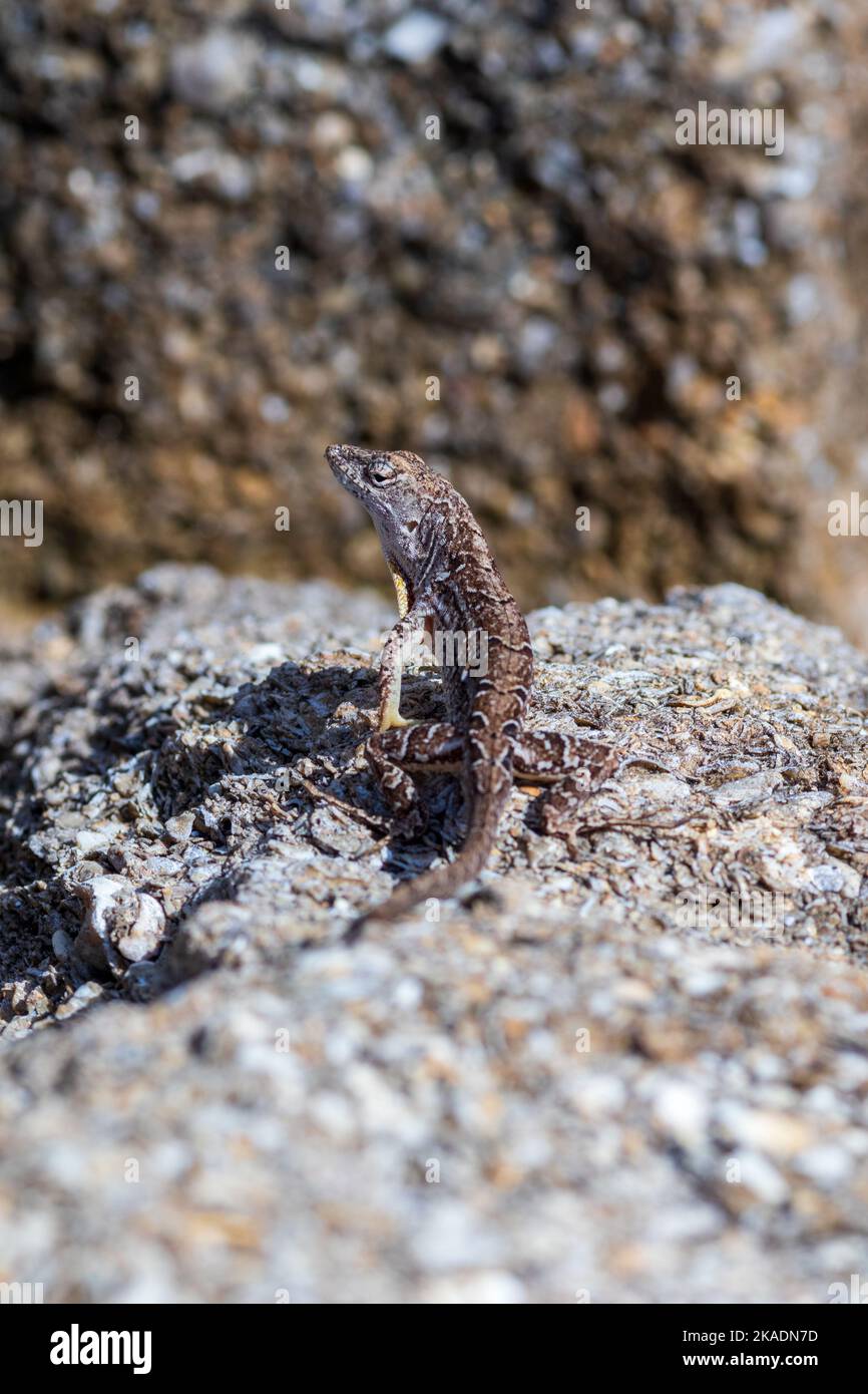 Vertical photo of a brown anole lizard on a rock Stock Photo - Alamy