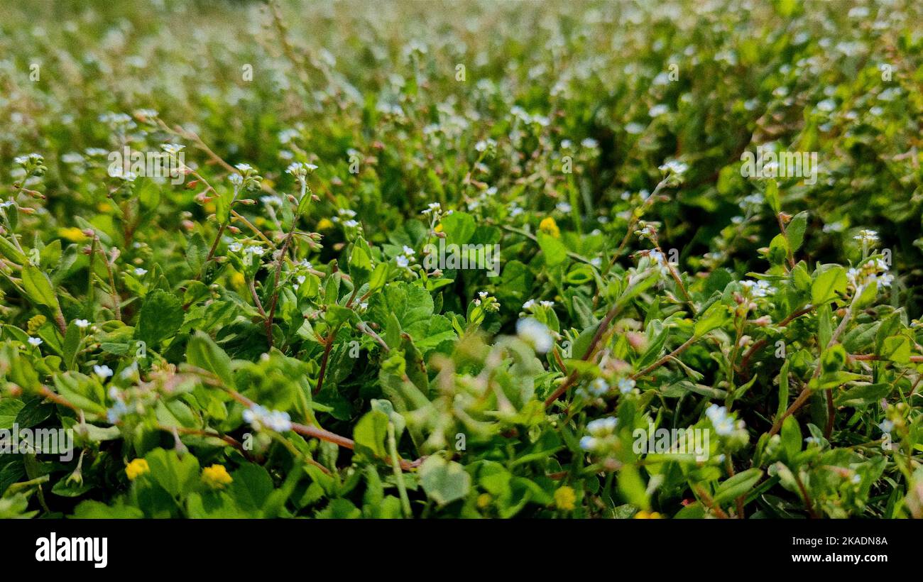 Aviculare hi-res stock photography and images - Alamy