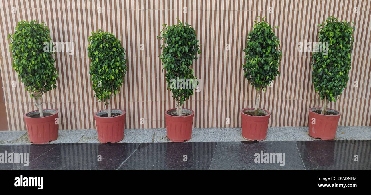 Potted plants along the pathway in a small pot for the trees Stock ...