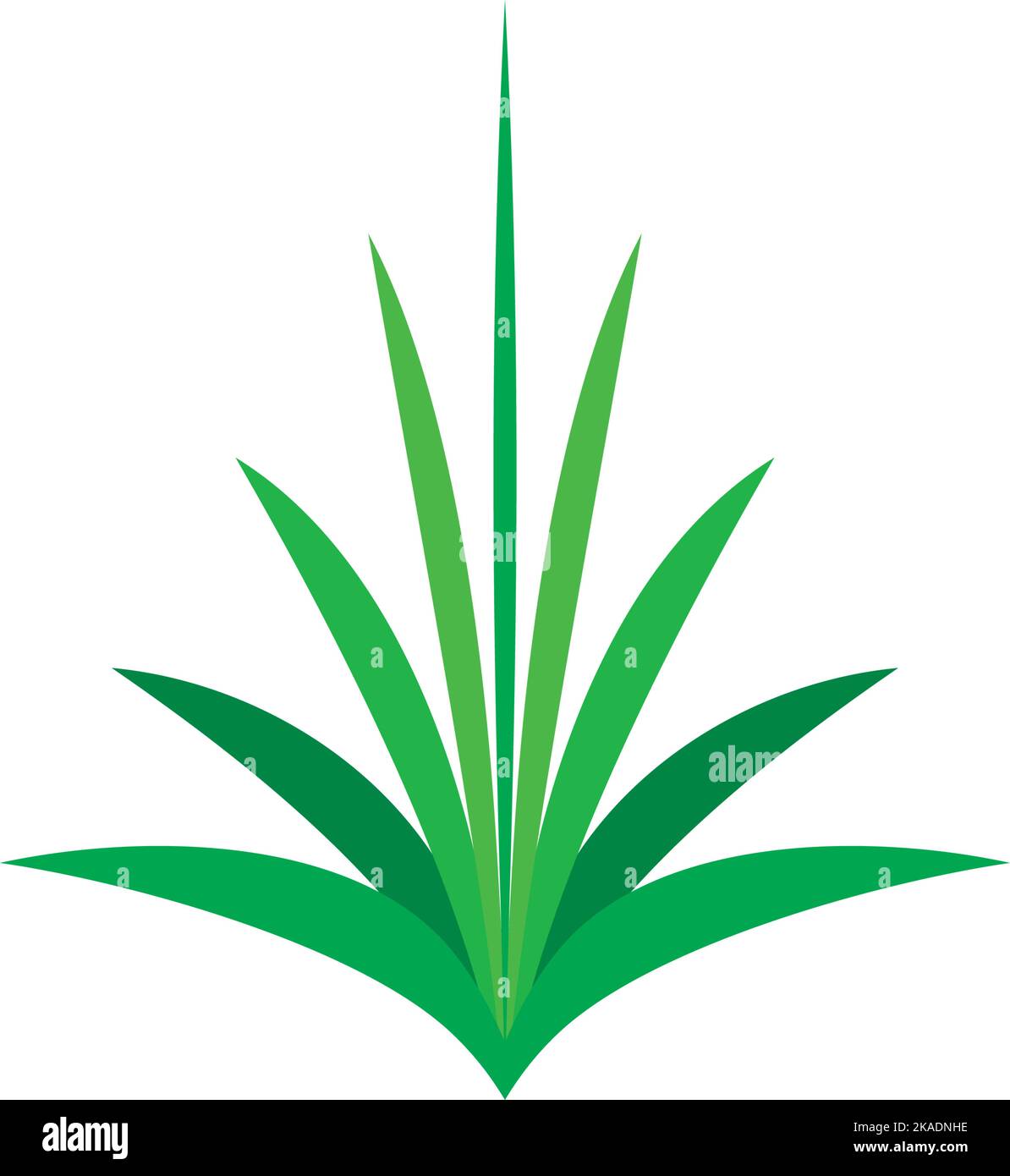 Agave vector vectors hi-res stock photography and images - Alamy