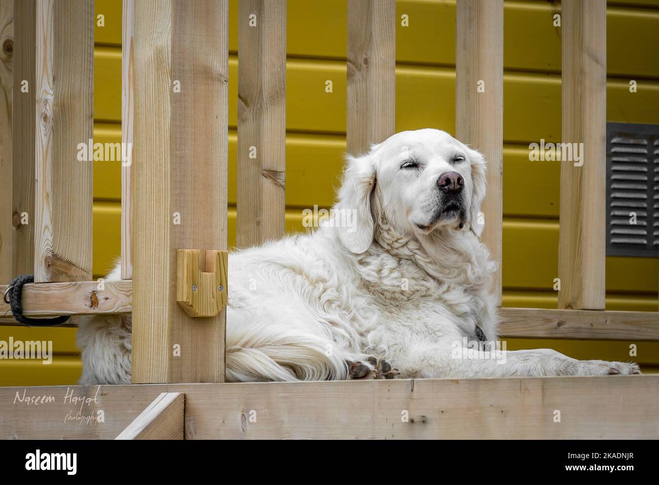 Cute adorable white Tatra Shepherd Dog with its eyes closed sitting on ...