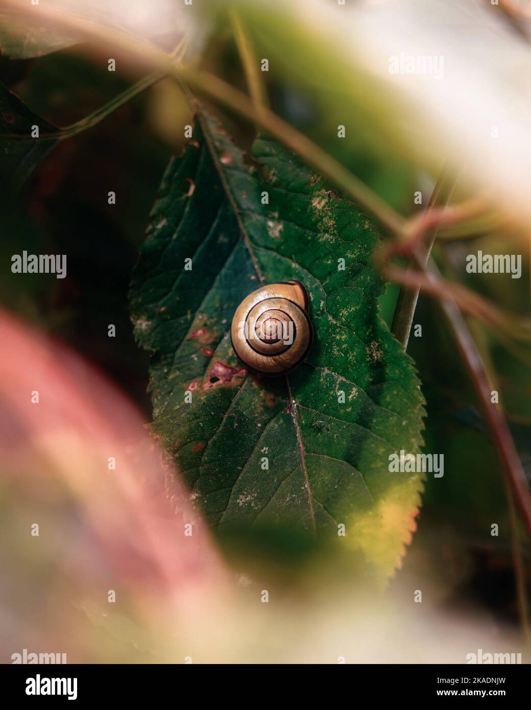 A macro of tiny forest snail on a green leaf captured through tree ...