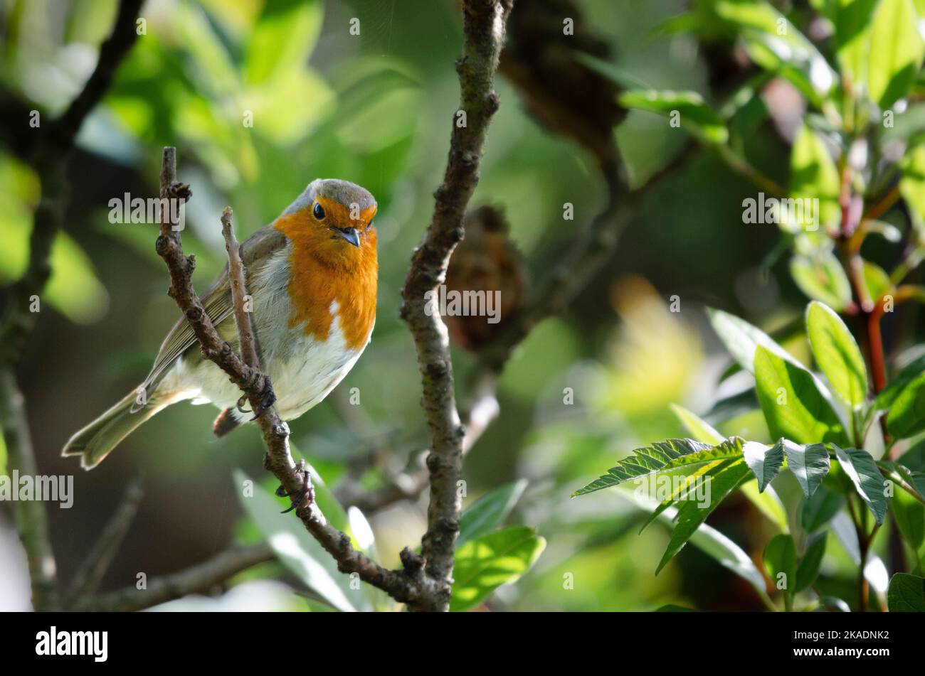 A robin on a branch of the stag horn tree. Sitting on the left with ...
