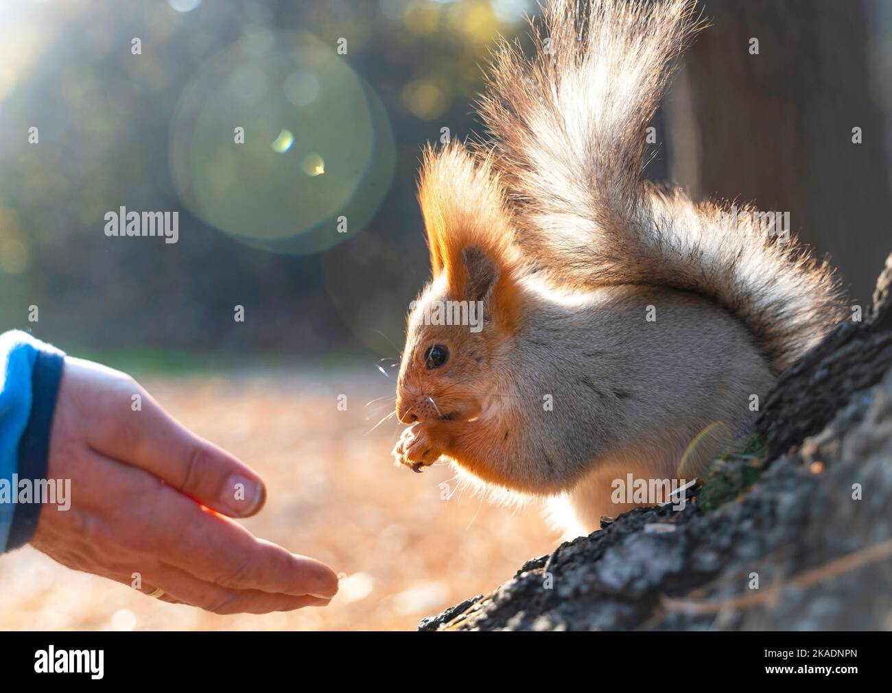 squirrel eating from the hand Stock Photo - Alamy