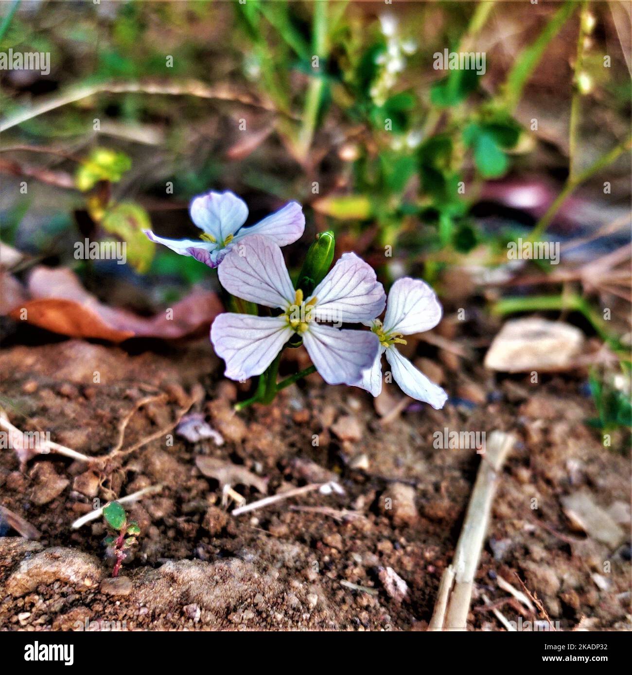 Radish blossom raphanus sativus hi-res stock photography and images - Alamy