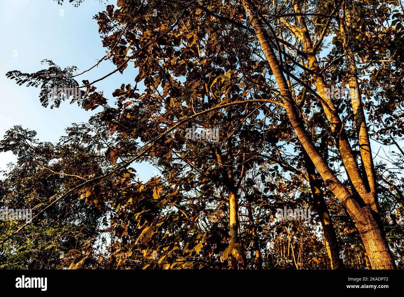 Teak trees hi-res stock photography and images - Alamy