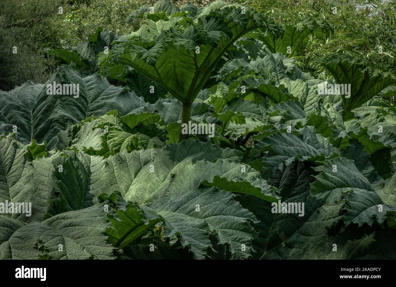 Giant gunnera leaf hi-res stock photography and images - Alamy