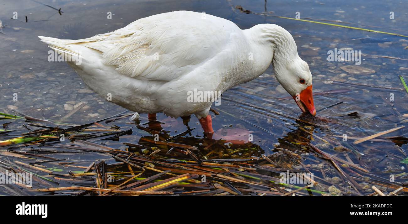 A white domestic goose drinking water from the lake Stock Photo - Alamy