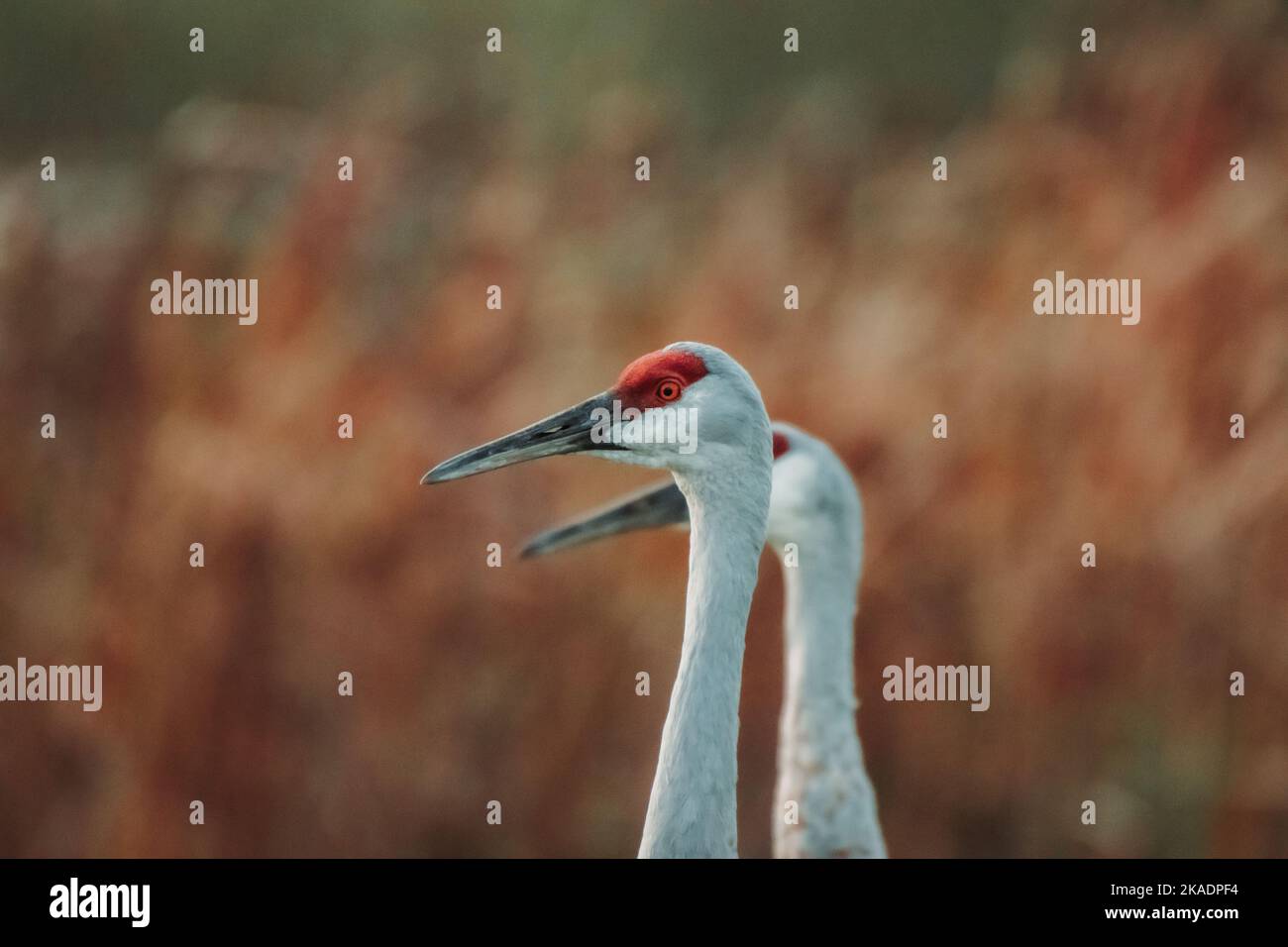 A shallow focus of two adorable white cranes Stock Photo - Alamy
