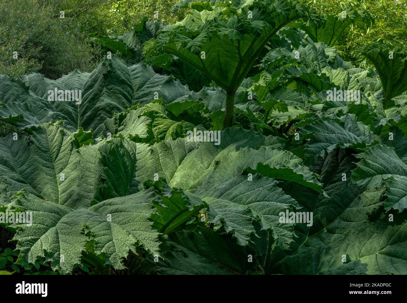 Green background with giant leaves of Gunnera jungle plant Stock Photo ...