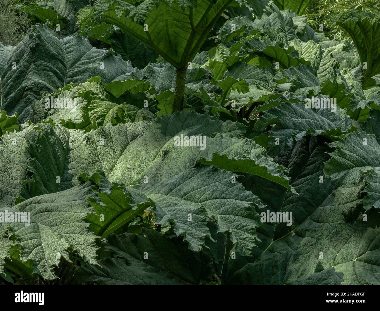Green background with giant leaves of Gunnera jungle plant Stock Photo ...