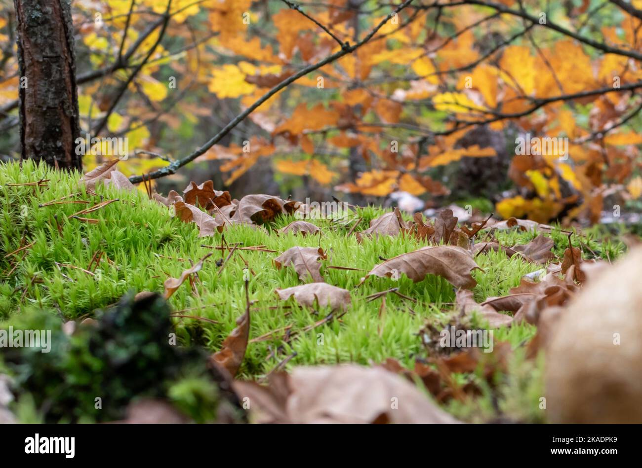 Autumn autumn scenery background close up fallen leaves grass hi-res ...
